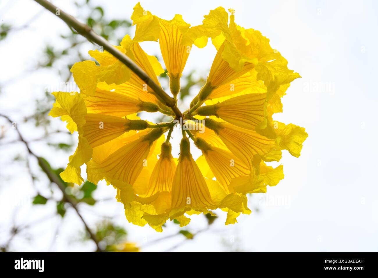 Guayacan flowers hi-res stock photography and images - Alamy
