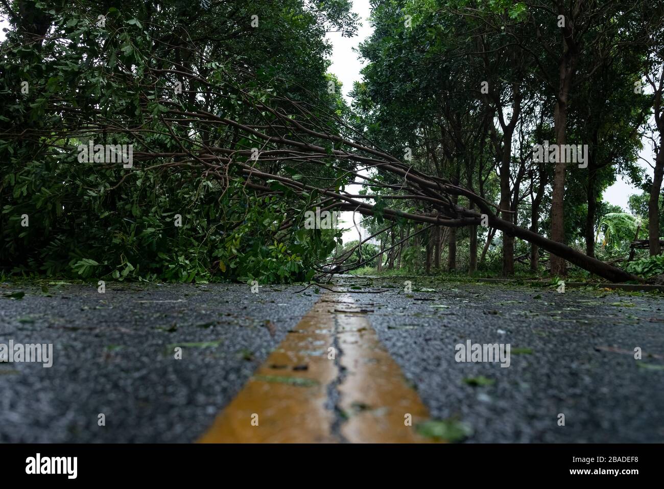 broken tree fell down on the road after a strong storm went through ...