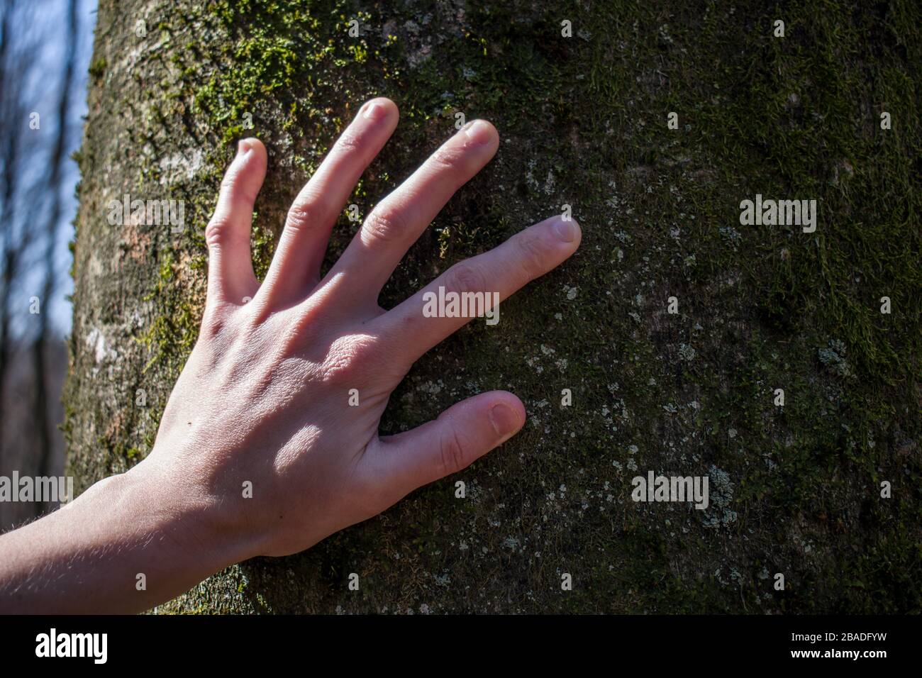Human hand on tree in the forest. Hand touching tree Stock Photo - Alamy