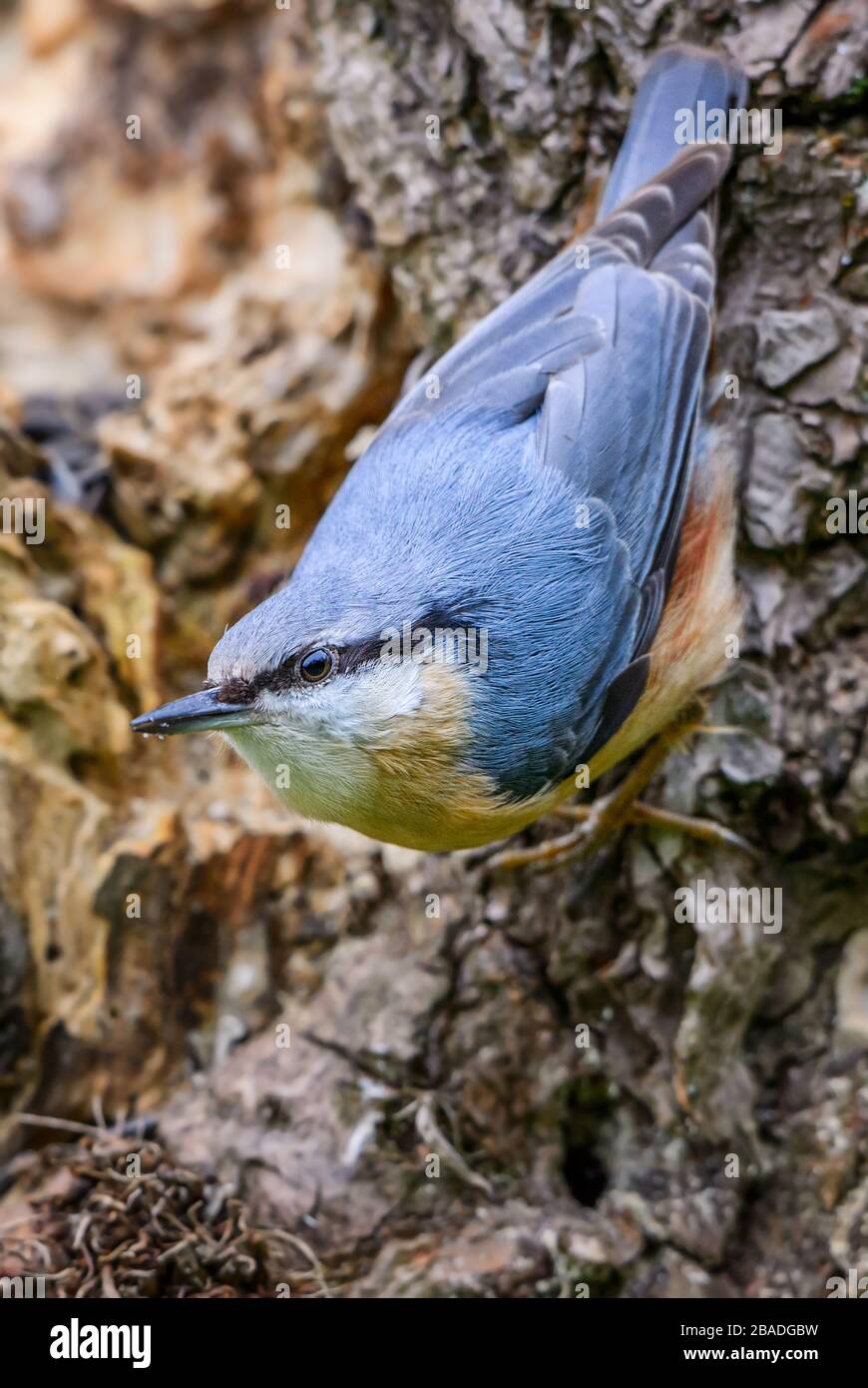 Wood Nuthatch - Sitta europaea, small beautiful perching bird from ...