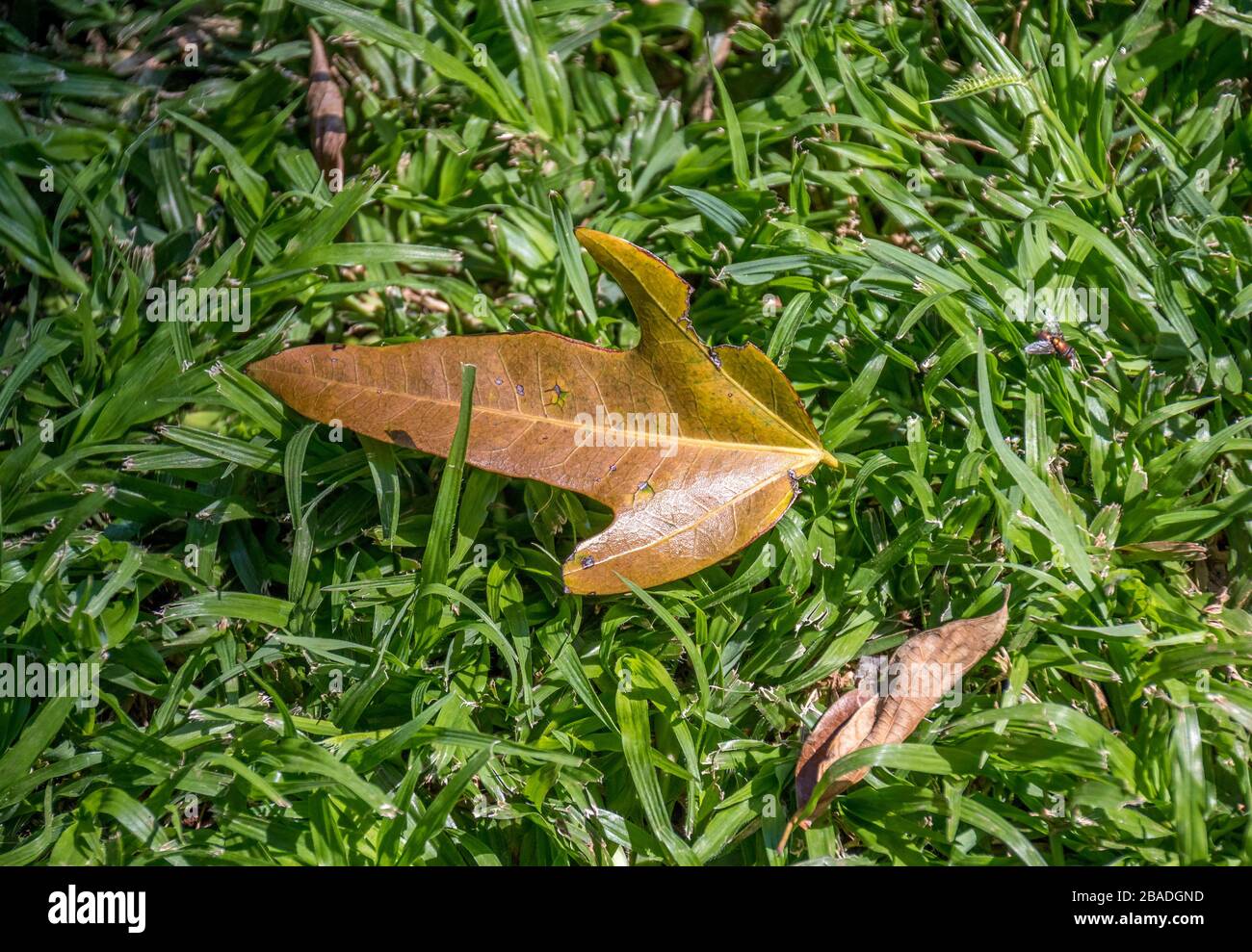 Strange shape shedded leaf isolated on a green lawn image for ...