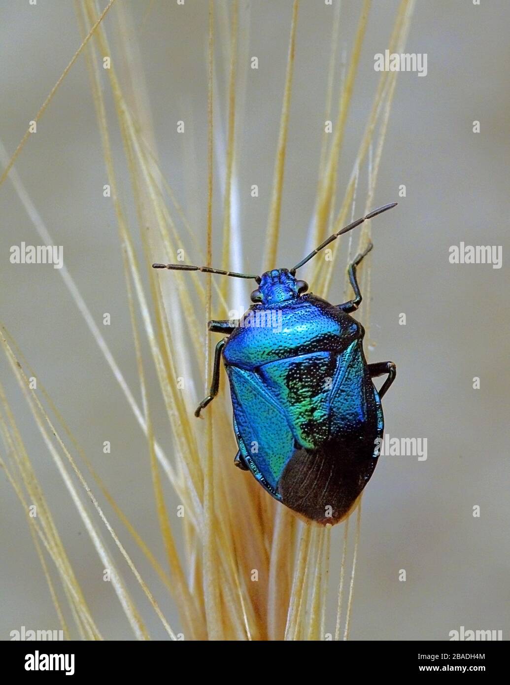 Zicrona caerulea, a predatory shield bug from Europe Stock Photo - Alamy