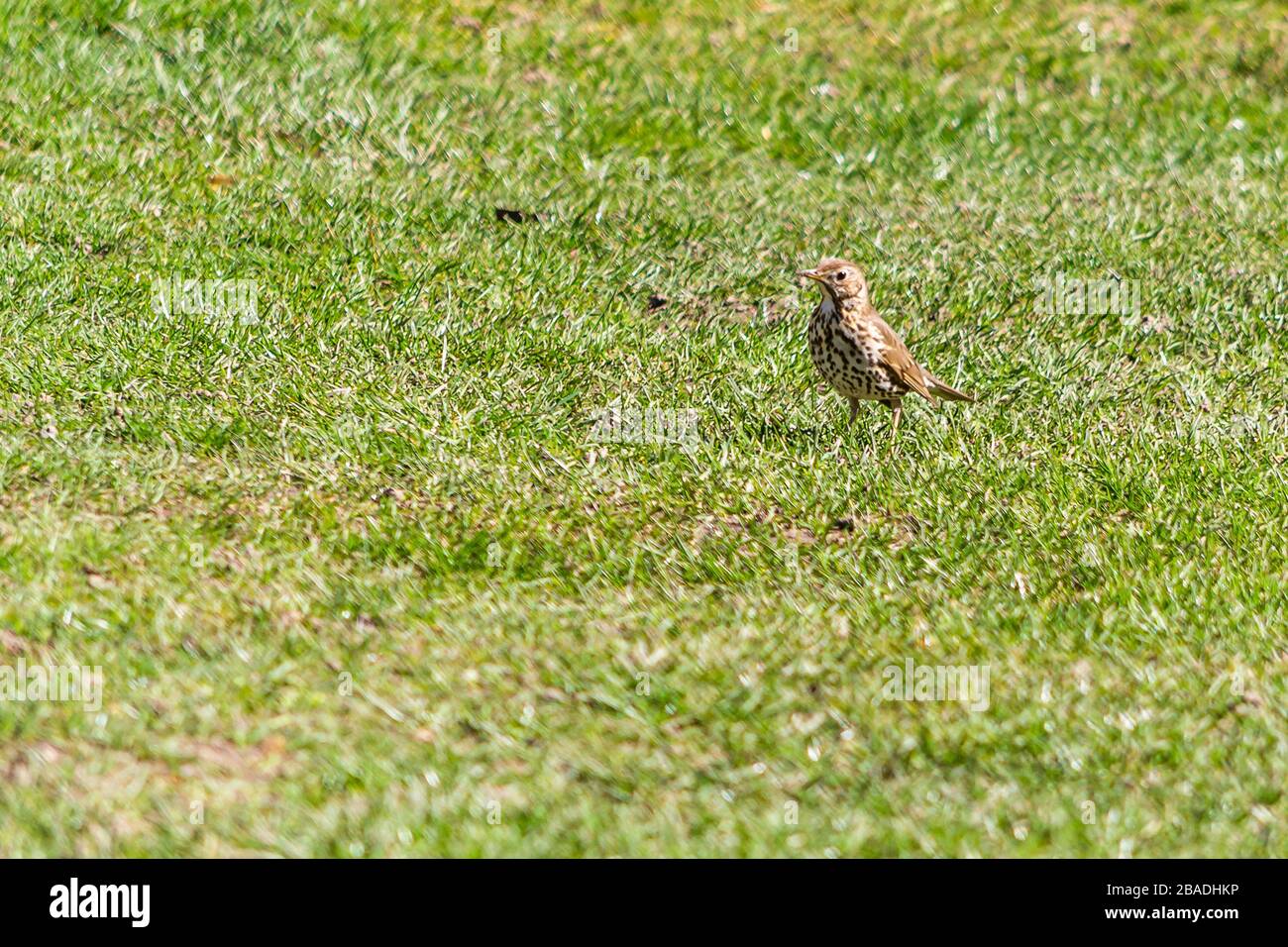 Thrush singer, singer - a species of medium-sized bird from the thrush ...