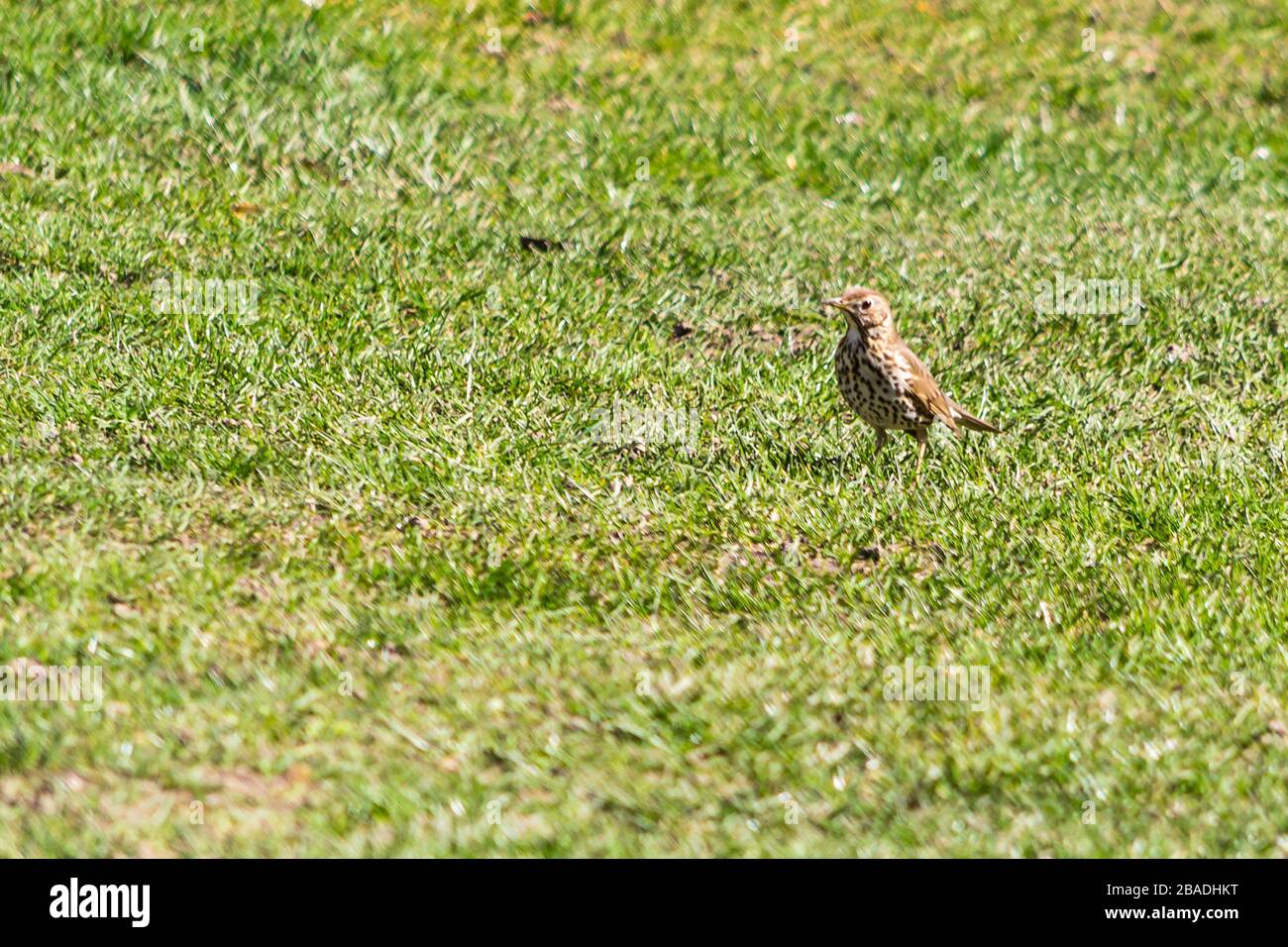 Thrush singer, singer - a species of medium-sized bird from the thrush ...