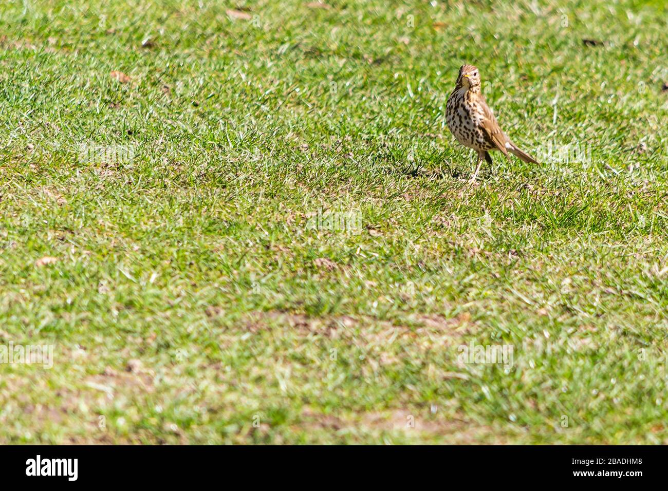 Thrush singer, singer - a species of medium-sized bird from the thrush ...