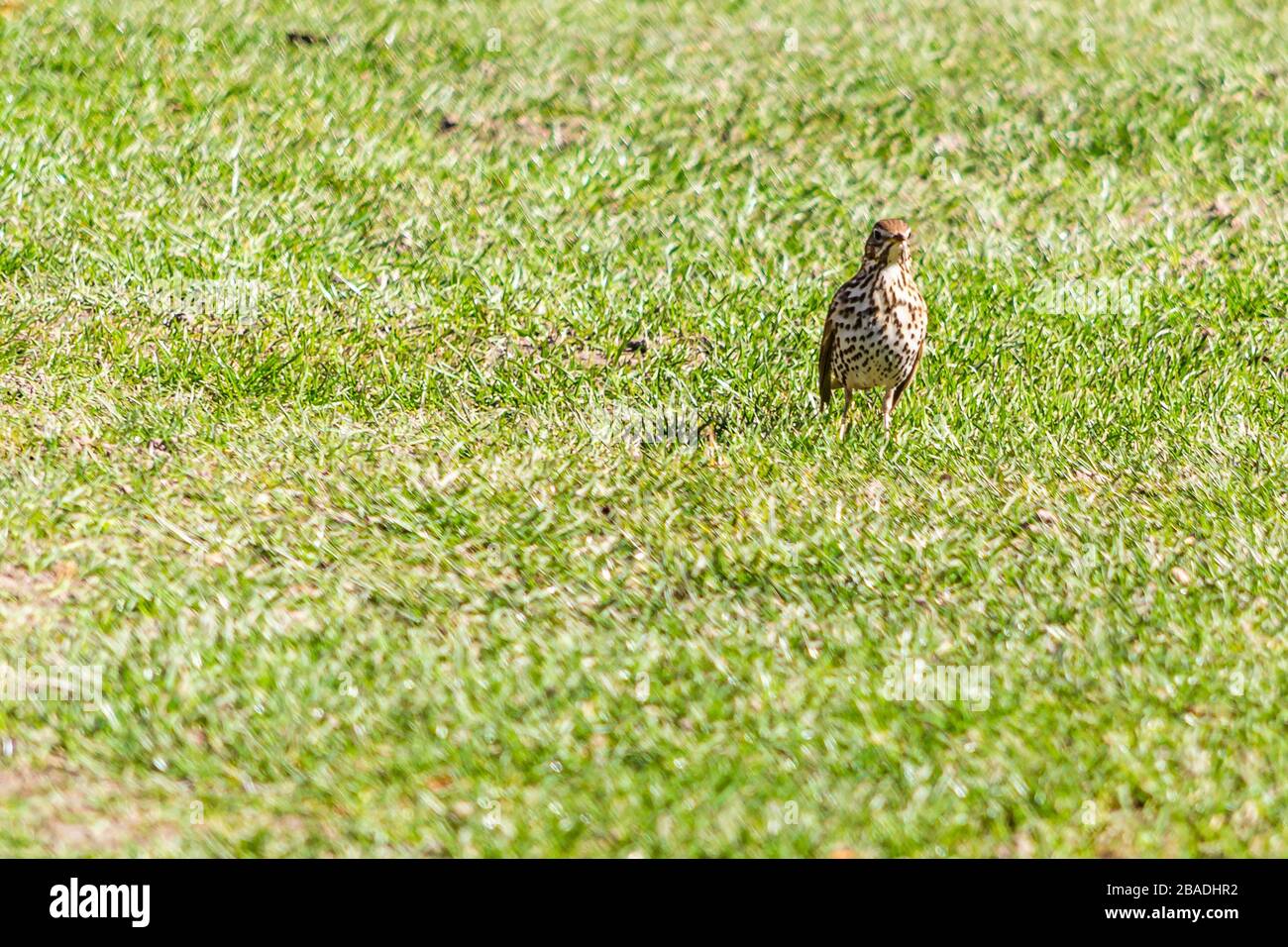 Thrush singer, singer - a species of medium-sized bird from the thrush ...