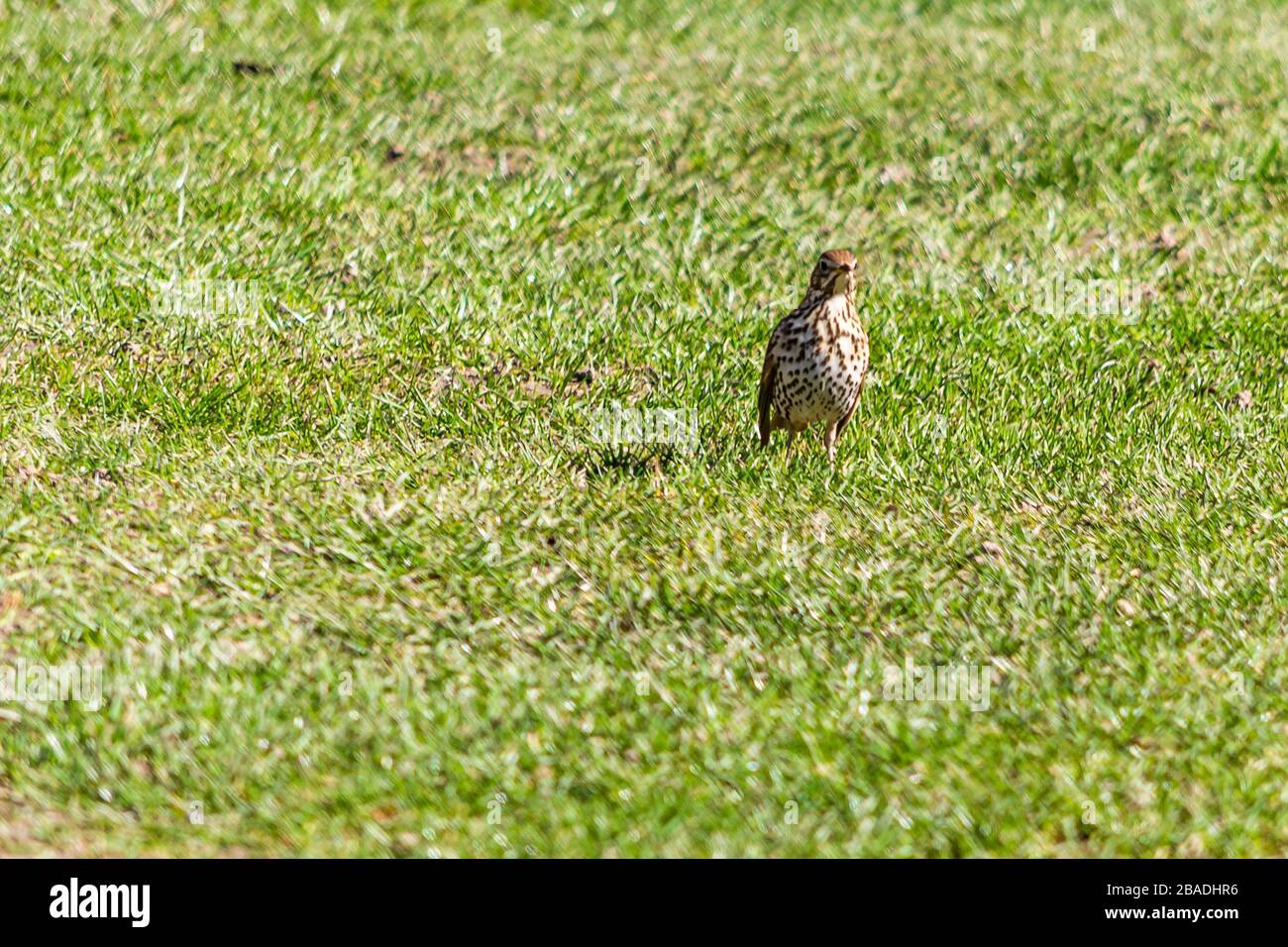 Thrush singer, singer - a species of medium-sized bird from the thrush ...