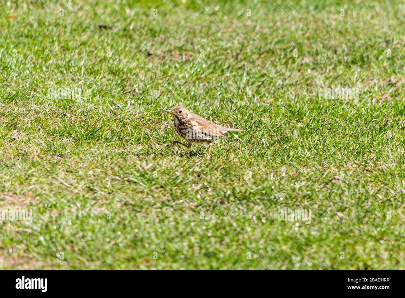 Thrush singer, singer - a species of medium-sized bird from the thrush ...