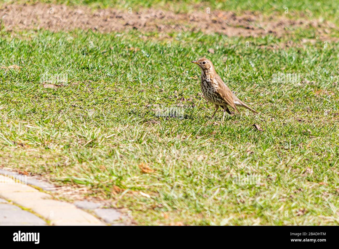 Thrush singer, singer - a species of medium-sized bird from the thrush ...