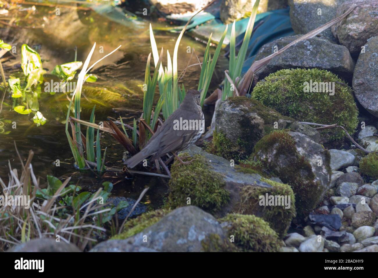Thrush singer, singer - a species of medium-sized bird from the thrush ...