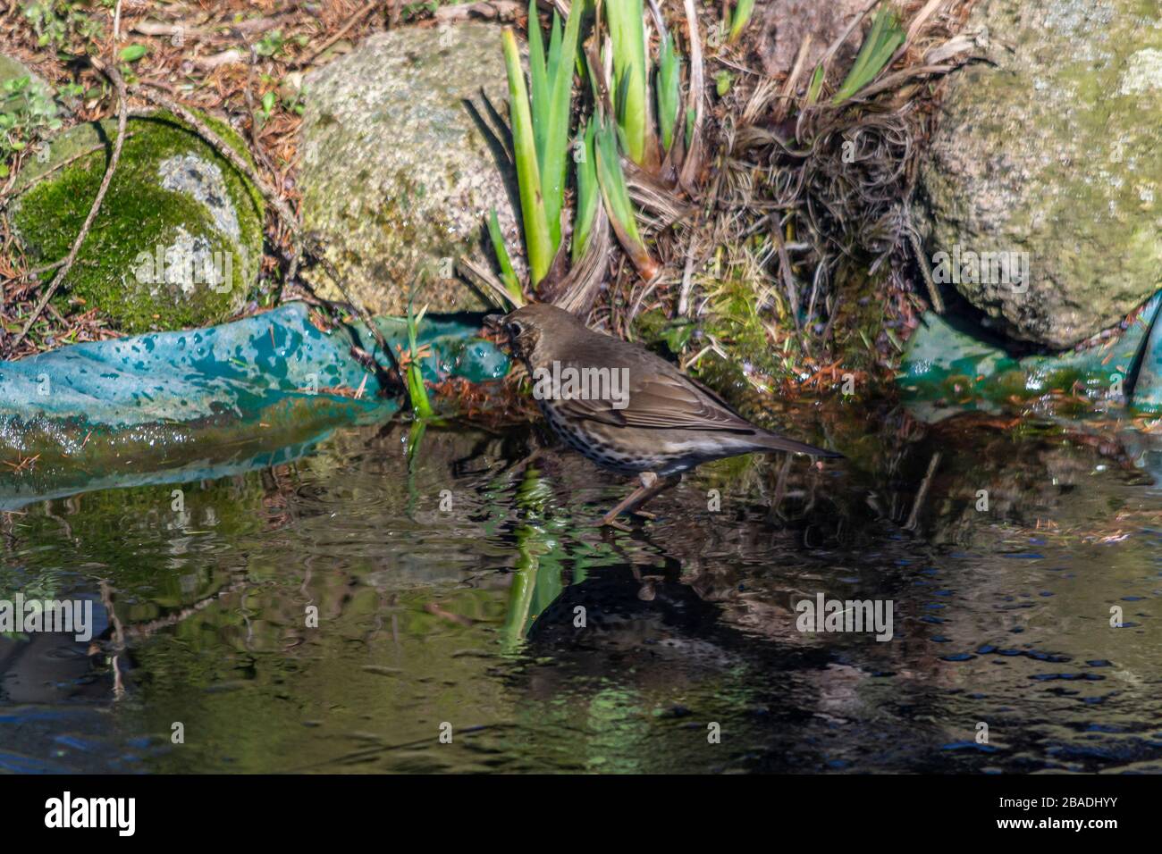 Thrush singer, singer - a species of medium-sized bird from the thrush ...