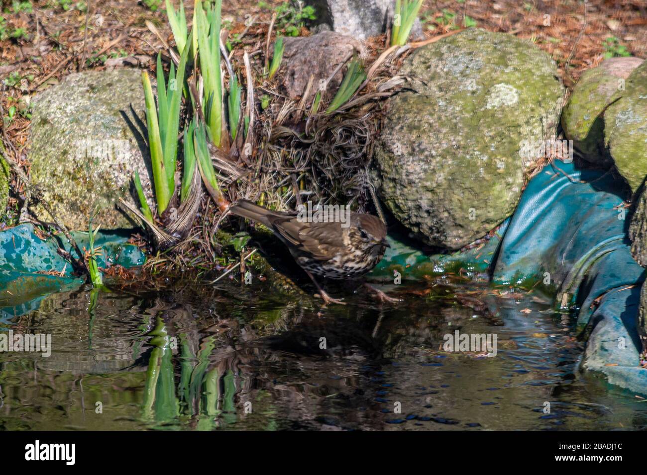 Thrush singer, singer - a species of medium-sized bird from the thrush ...