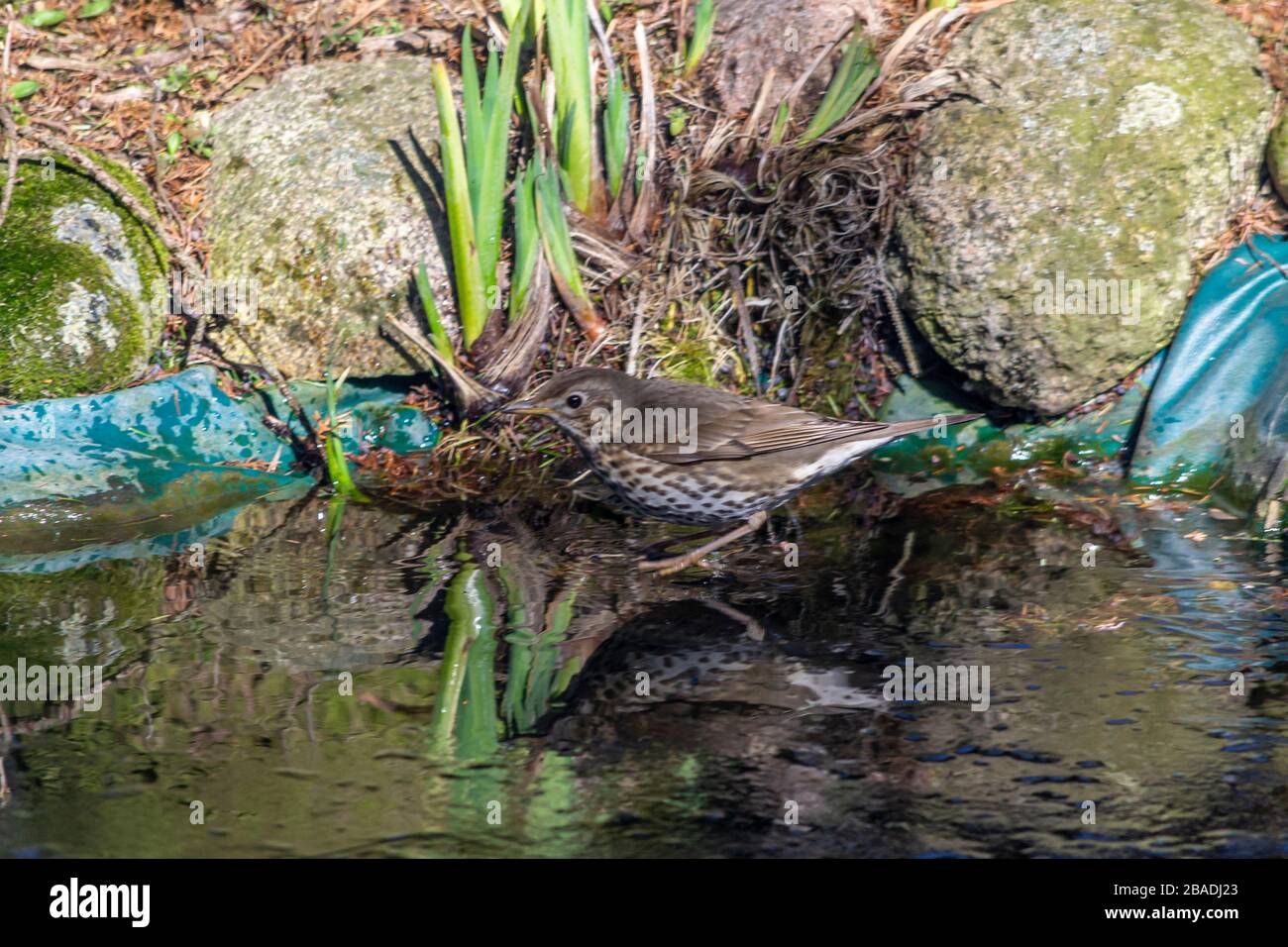 Thrush singer, singer - a species of medium-sized bird from the thrush ...