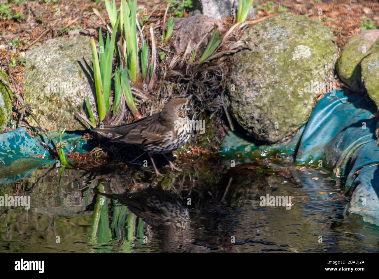 Thrush singer, singer - a species of medium-sized bird from the thrush ...