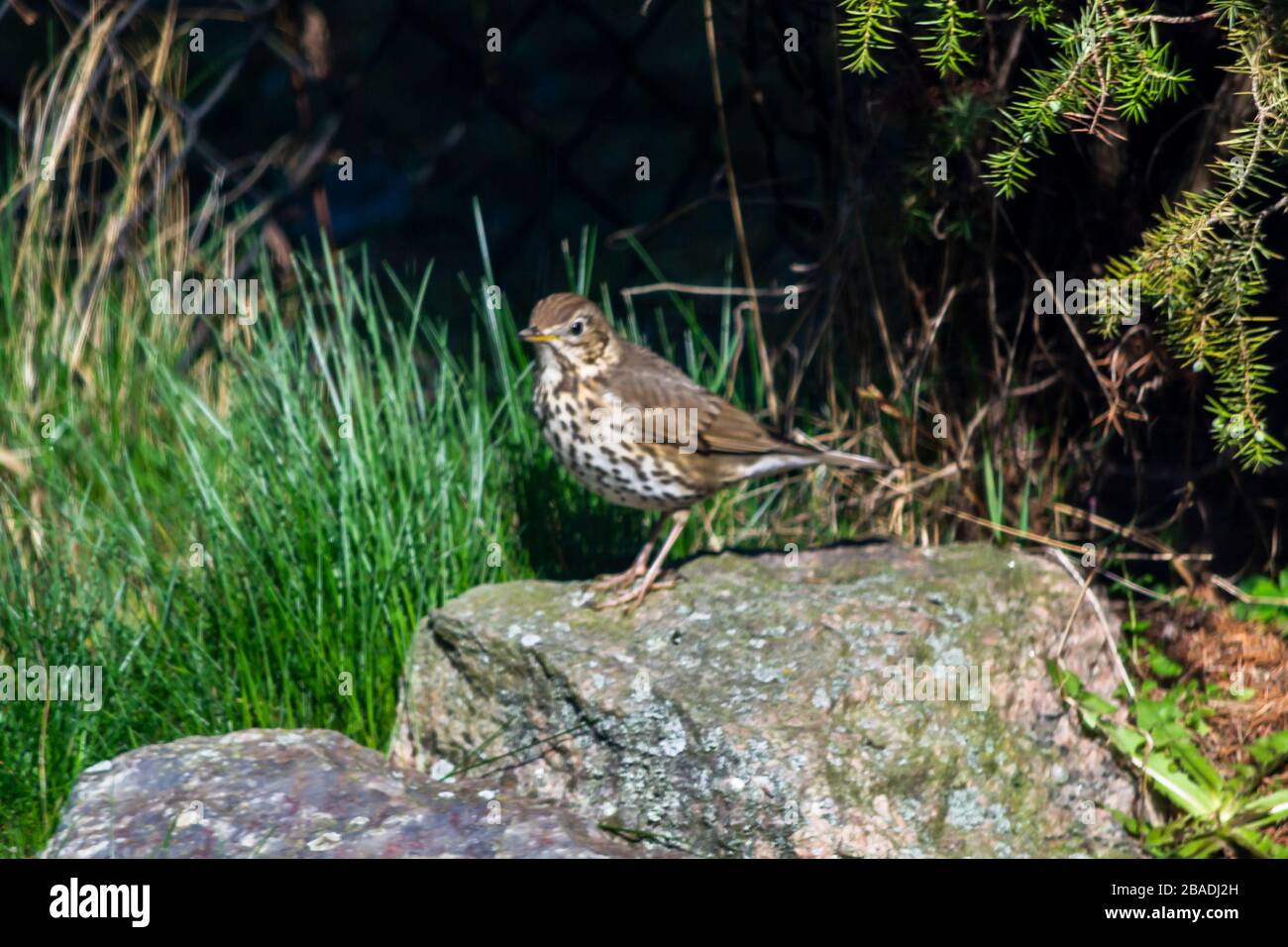 Thrush singer, singer - a species of medium-sized bird from the thrush ...