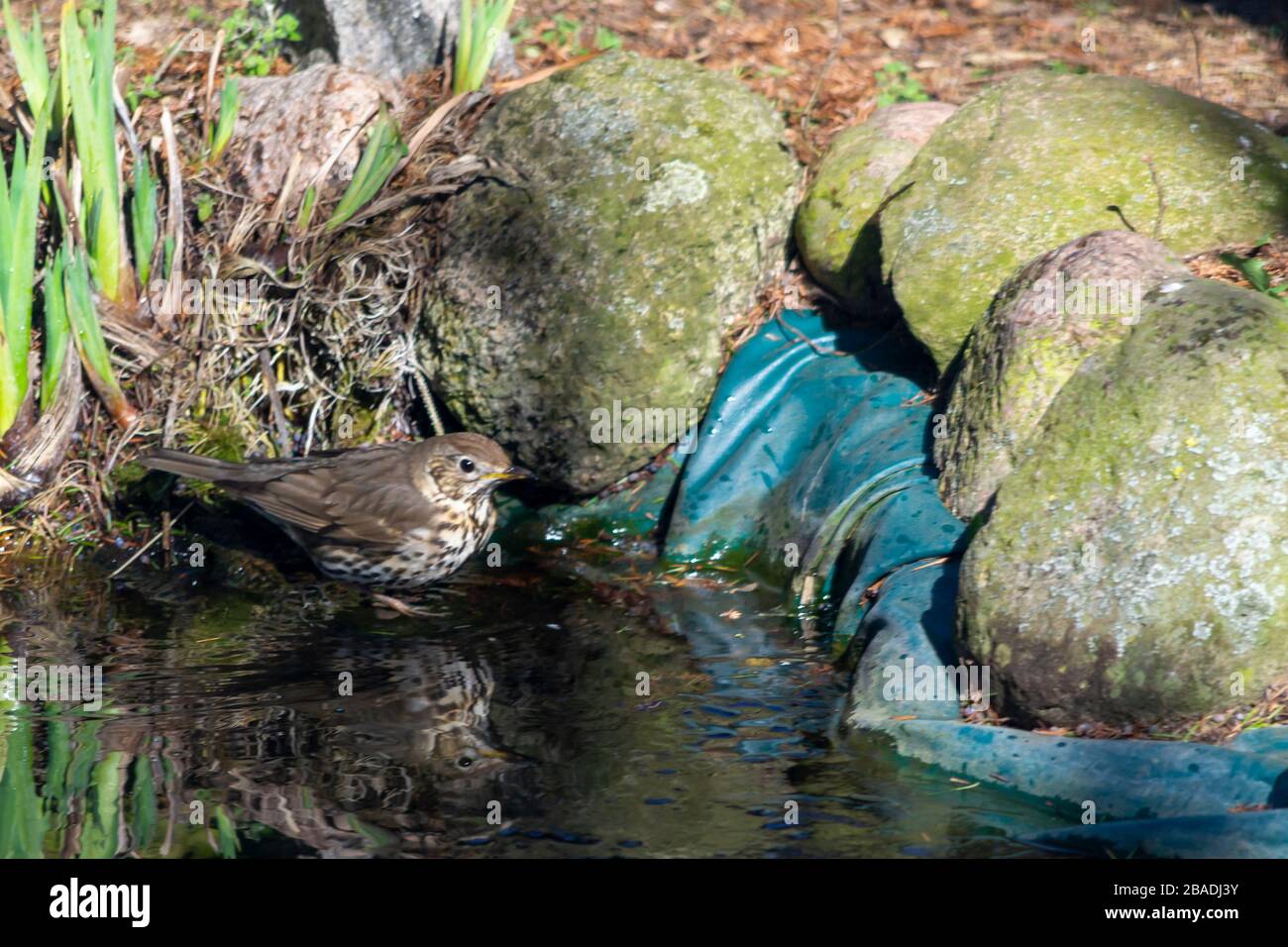 Thrush singer, singer - a species of medium-sized bird from the thrush ...