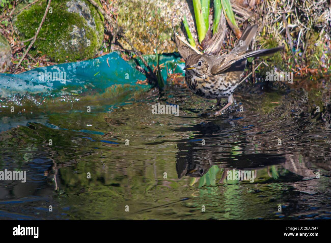 Thrush singer, singer - a species of medium-sized bird from the thrush ...