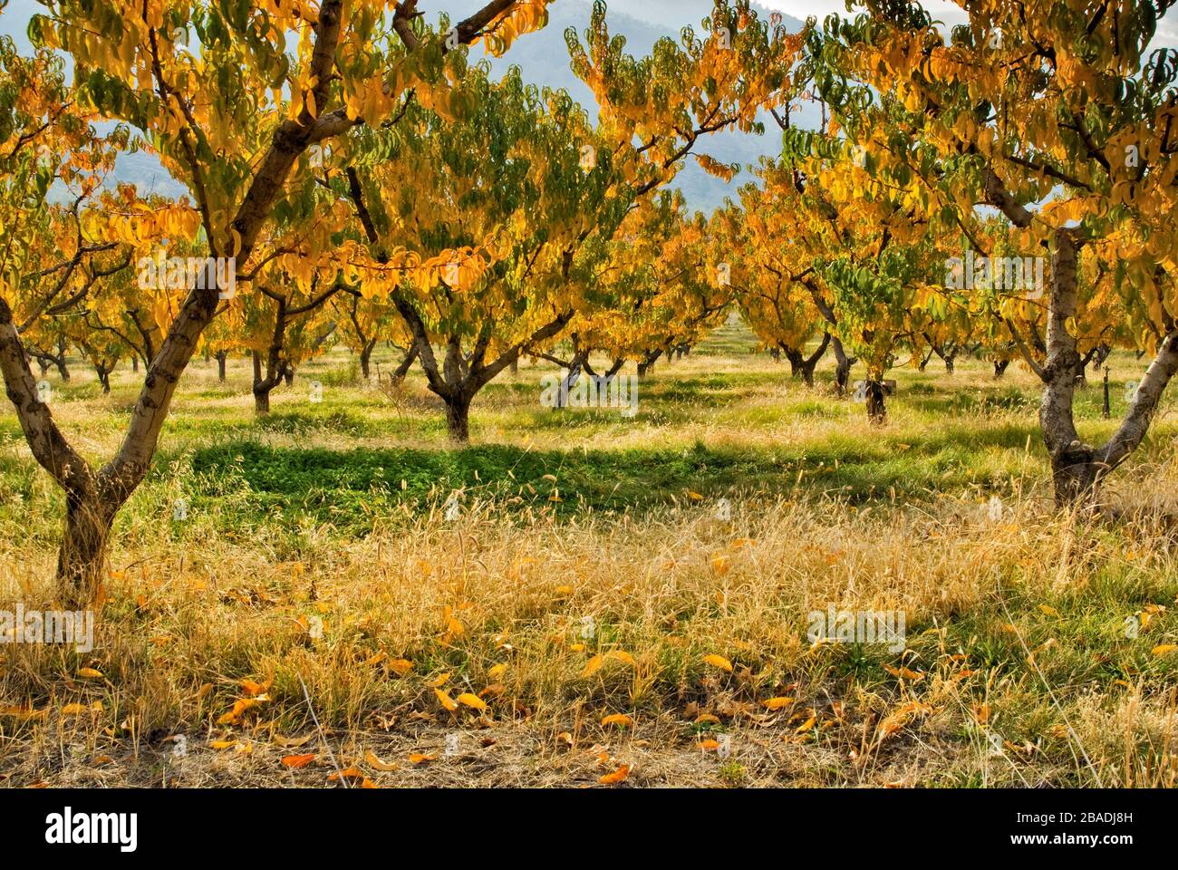Peach Orchard in autumn at John Day River Valley, near Kimberly, Oregon ...