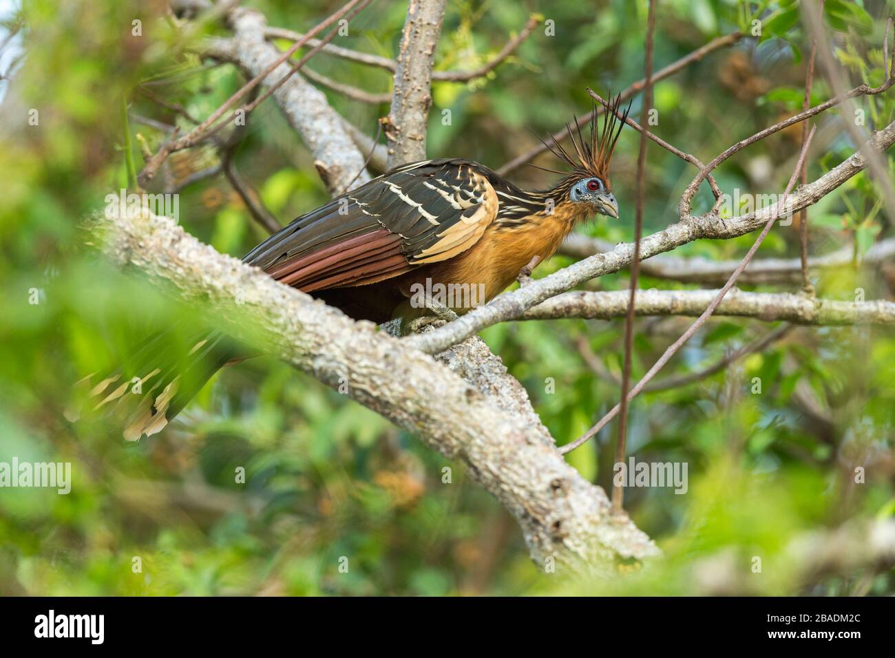 Opisthocomiformes opisthocomidae hi-res stock photography and images ...