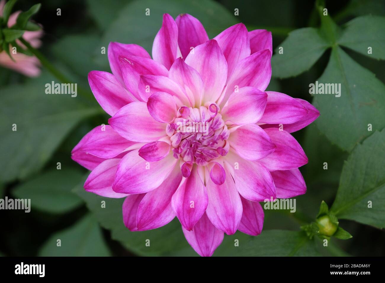 Purple dahlia flower blooms in the garden, Kumrokhali, West Bengal ...