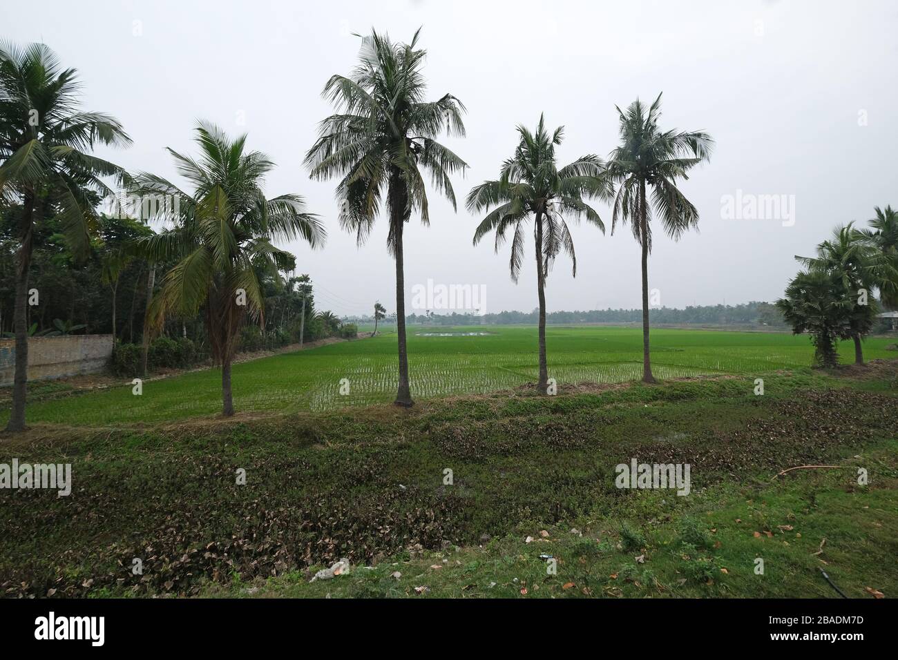 Green rice field in West Bengal, India Stock Photo - Alamy