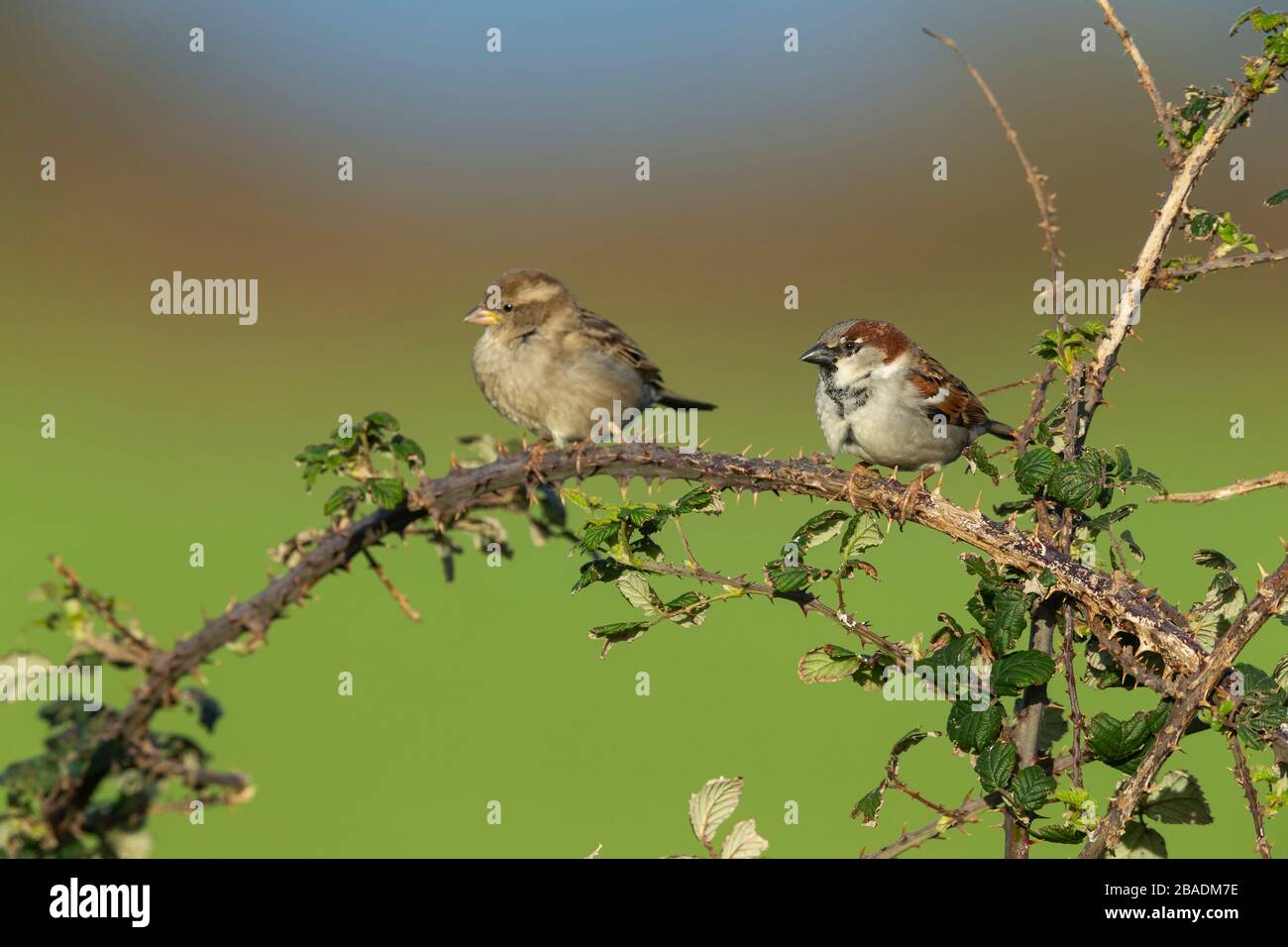 Perched sparrow two britain hi-res stock photography and images - Alamy