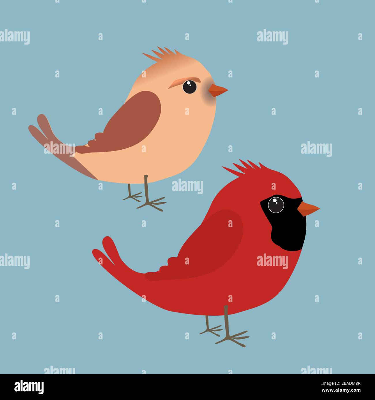 Female Cardinal Drawing