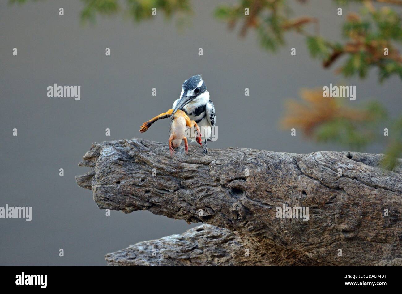 Pied kingfisher smashes frog on tree branch, grey background, Namibia ...