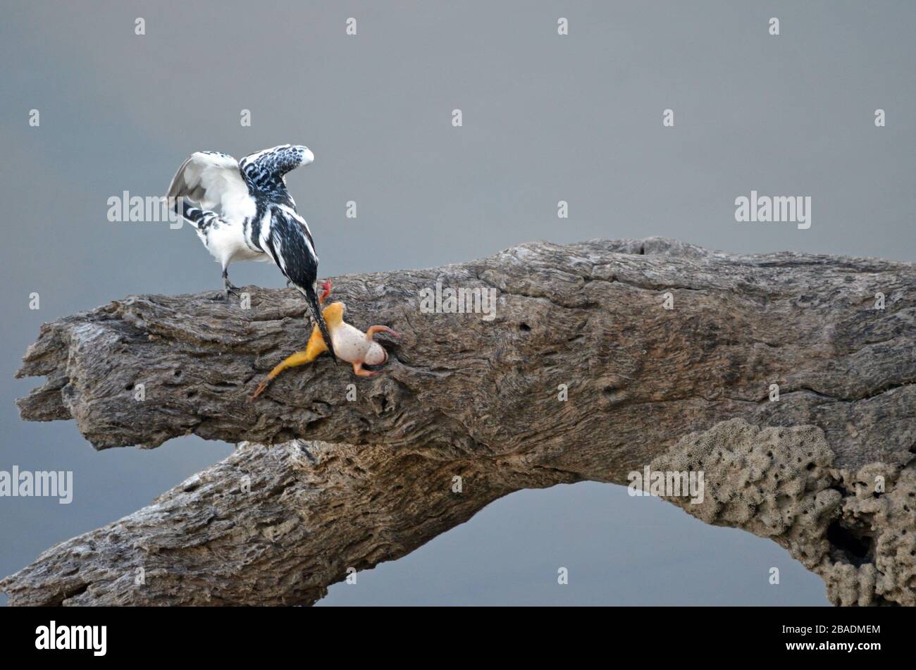 Pied kingfisher smashes frog on tree branch, grey background, Namibia ...