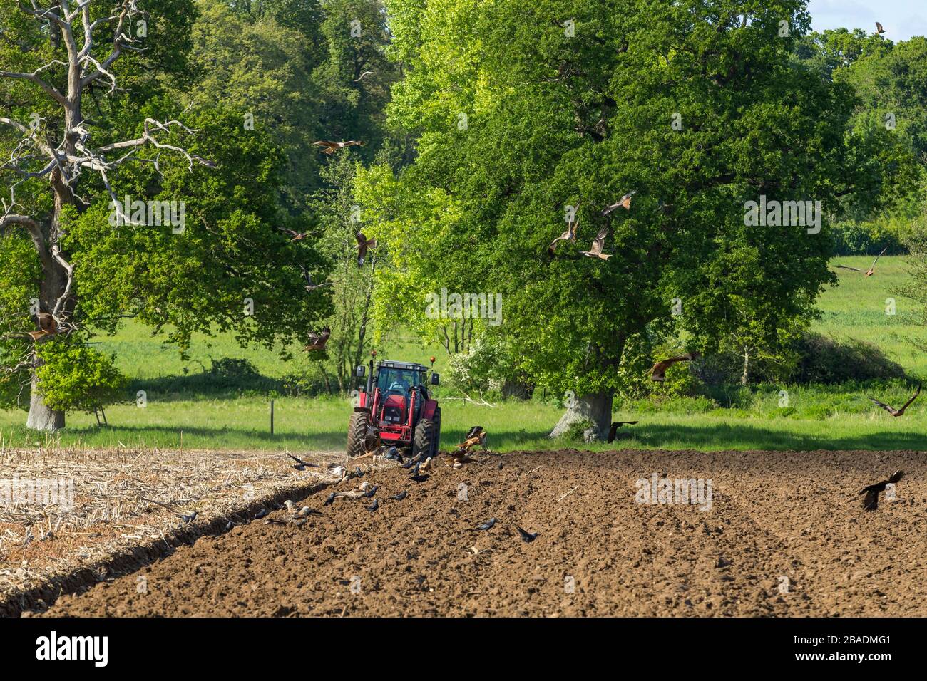 Turgis green hi-res stock photography and images - Alamy