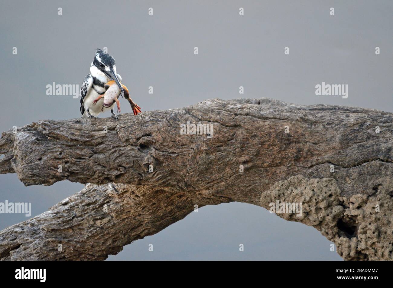 Africa grey tree frog hi-res stock photography and images - Alamy