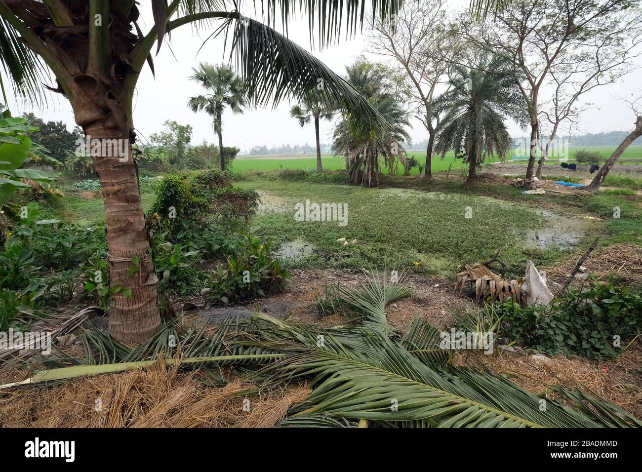 India tree hi-res stock photography and images - Alamy