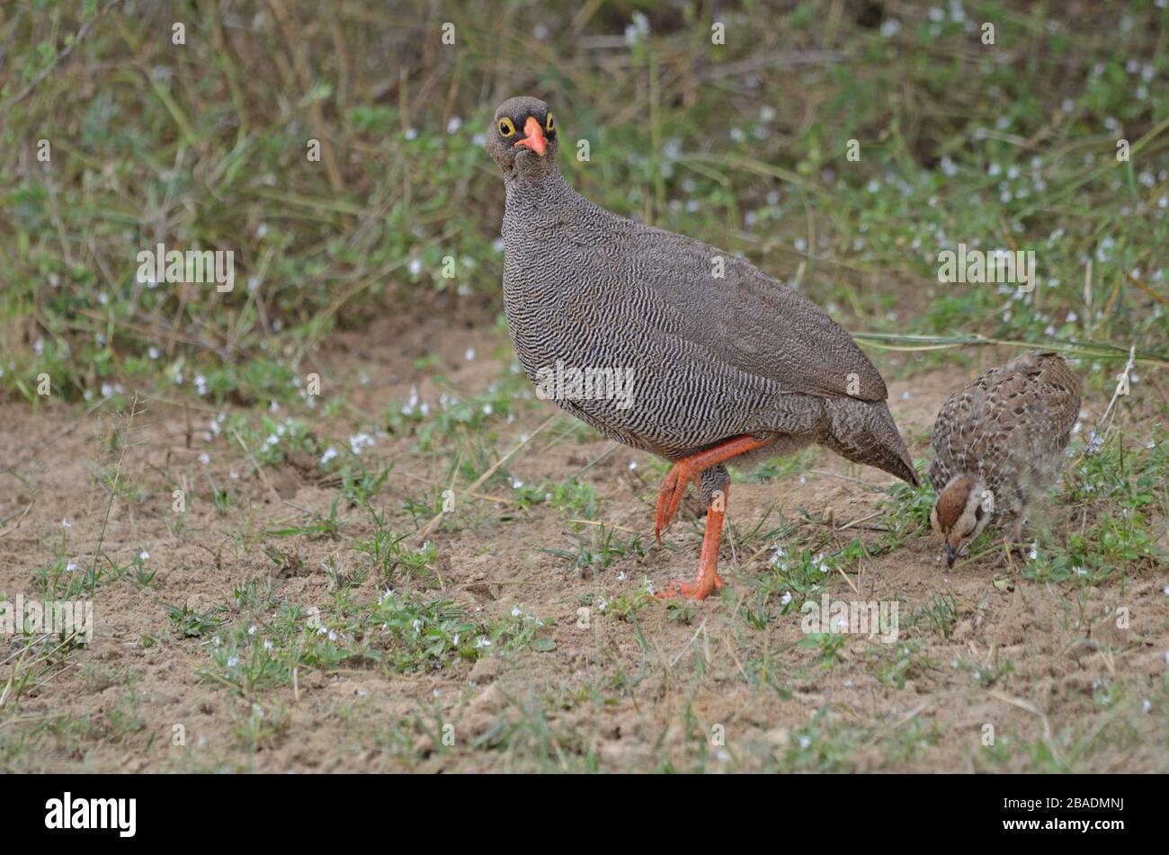 Red-billed spurfowl on ground in northern Namibia, green background ...