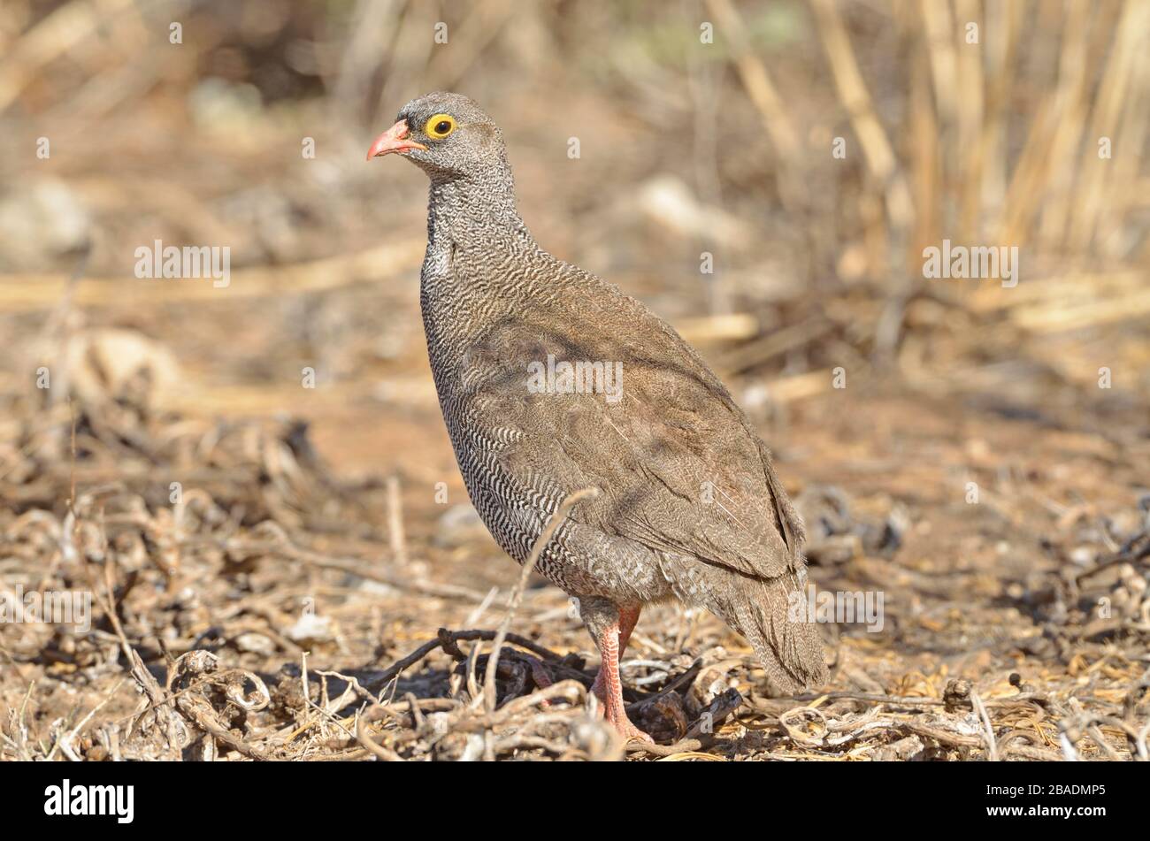 Red billed spurfowl pternistis adspersus hi-res stock photography and ...