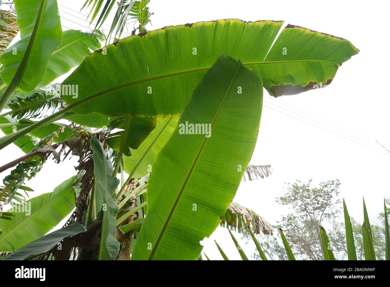 India banana harvest hi-res stock photography and images - Alamy