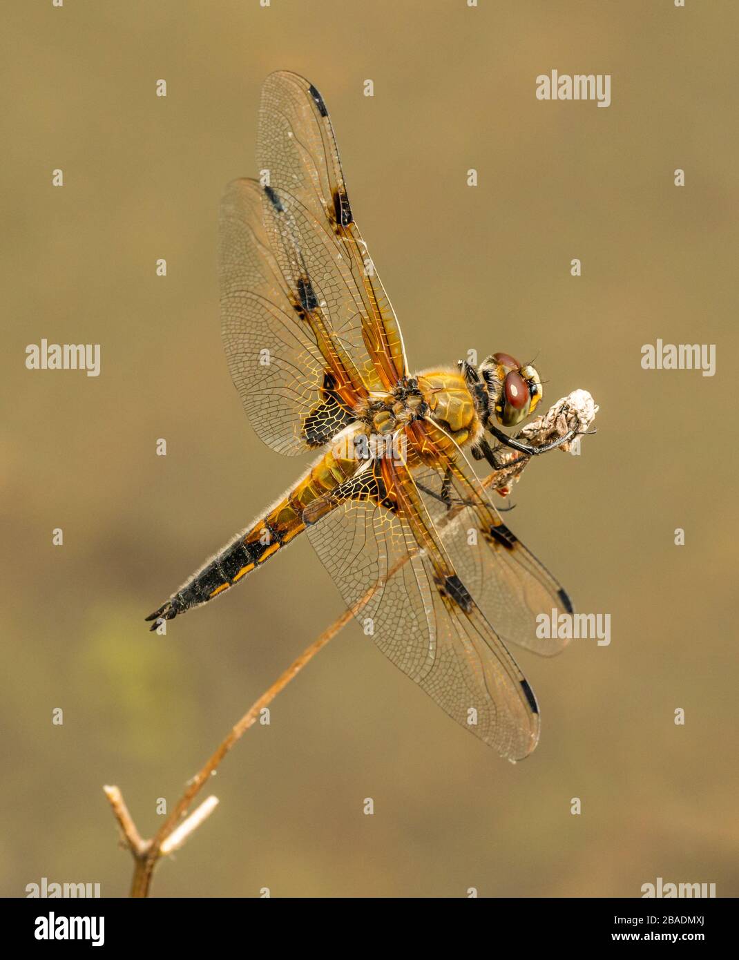 colorful dragonfly with pointed wings sitting on dry vegetation, wild ...