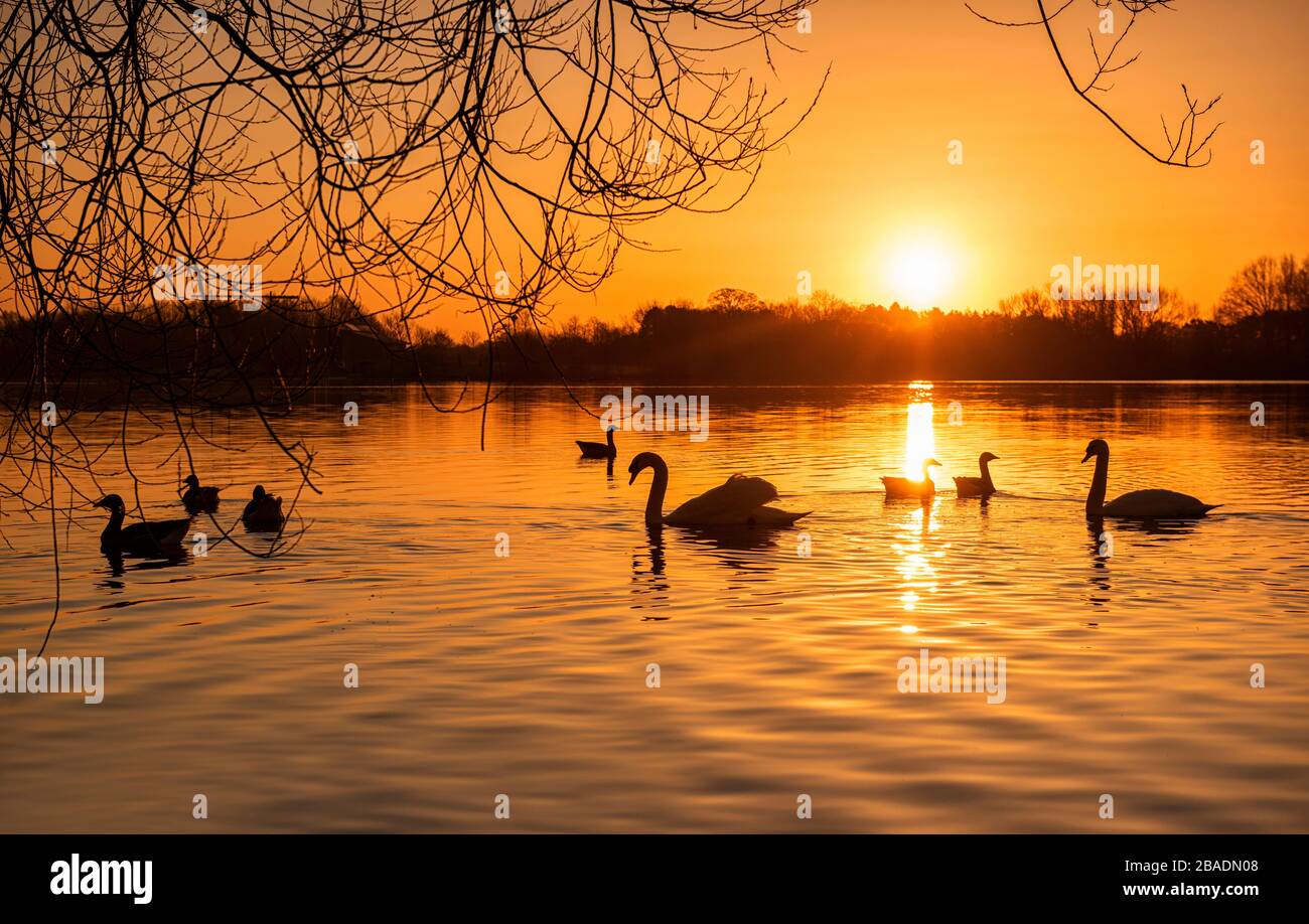 Birds at Sunrise, Colwick Park in Nottingham Nottinghamshire England UK ...
