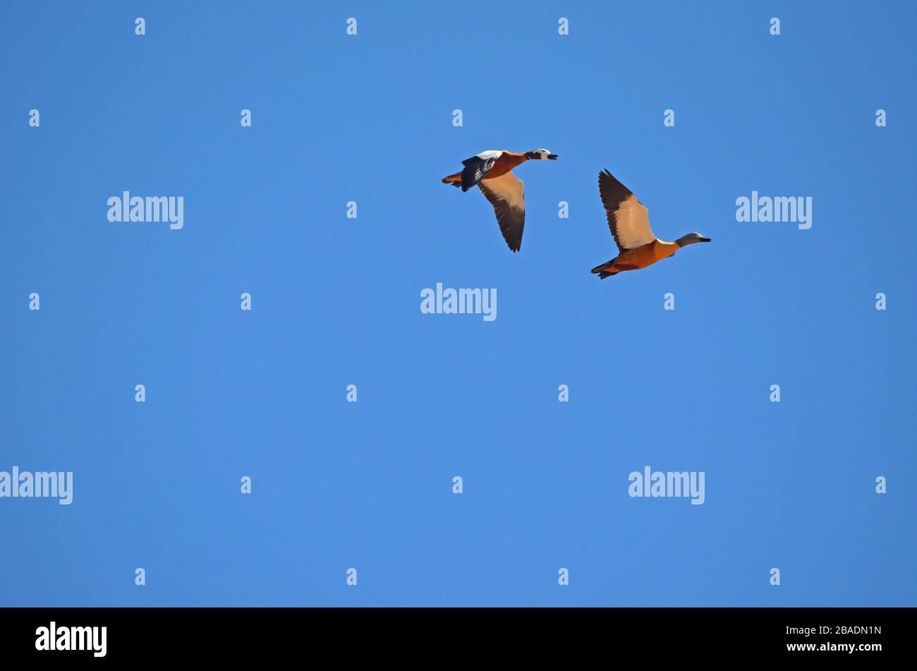 African shelducks hi-res stock photography and images - Alamy