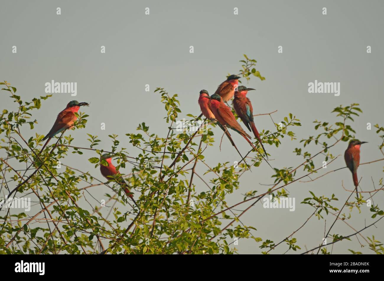 Bee eater flock hi-res stock photography and images - Alamy