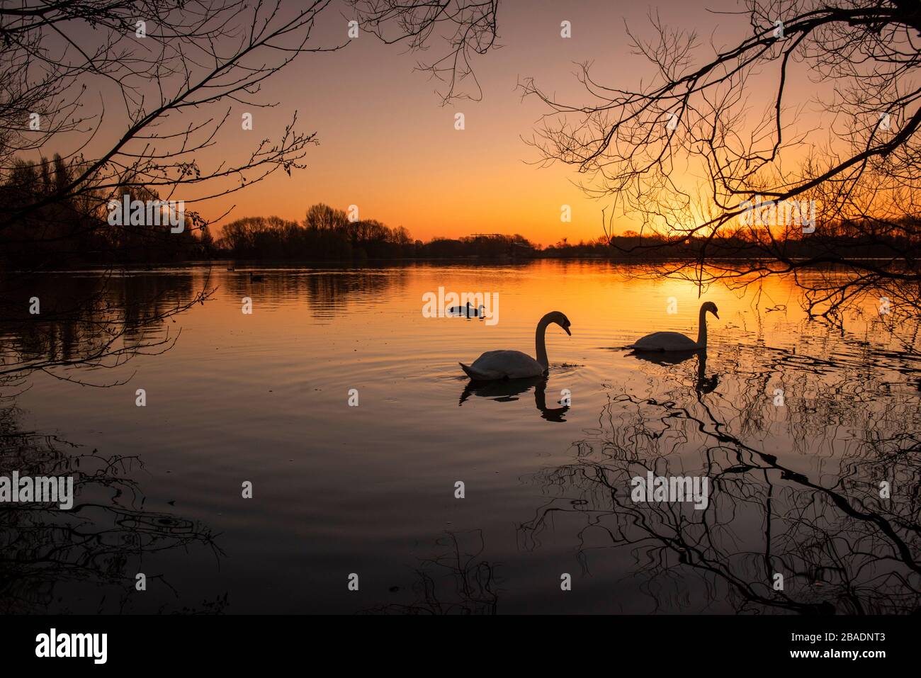 Swans at sunrise, Colwick Park in Nottingham Nottinghamshire England UK ...