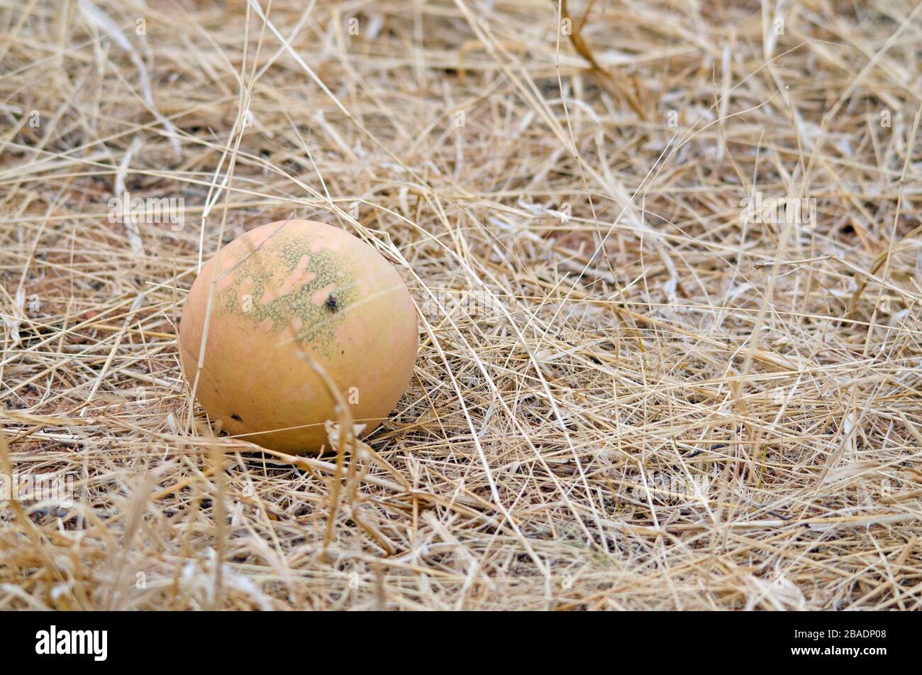 Tsama melon hi-res stock photography and images - Alamy
