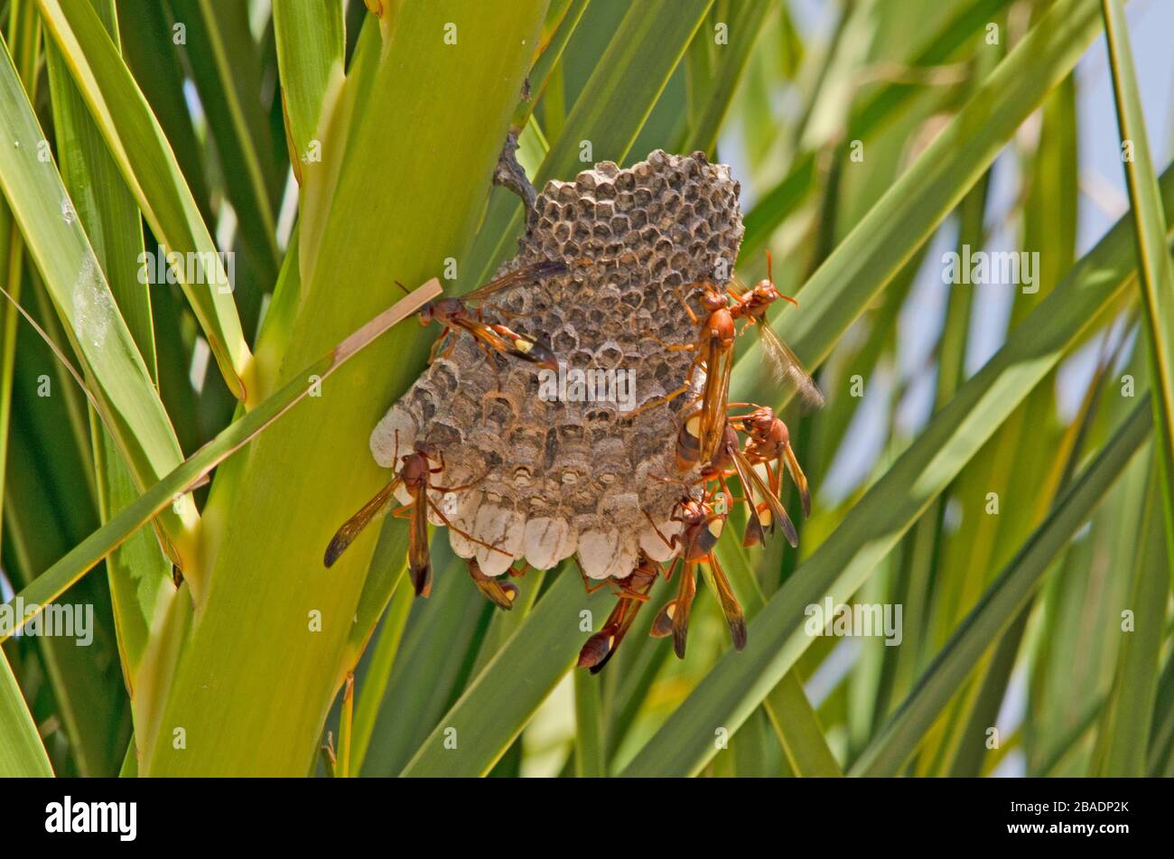 Bird with wasp nest hi-res stock photography and images - Alamy