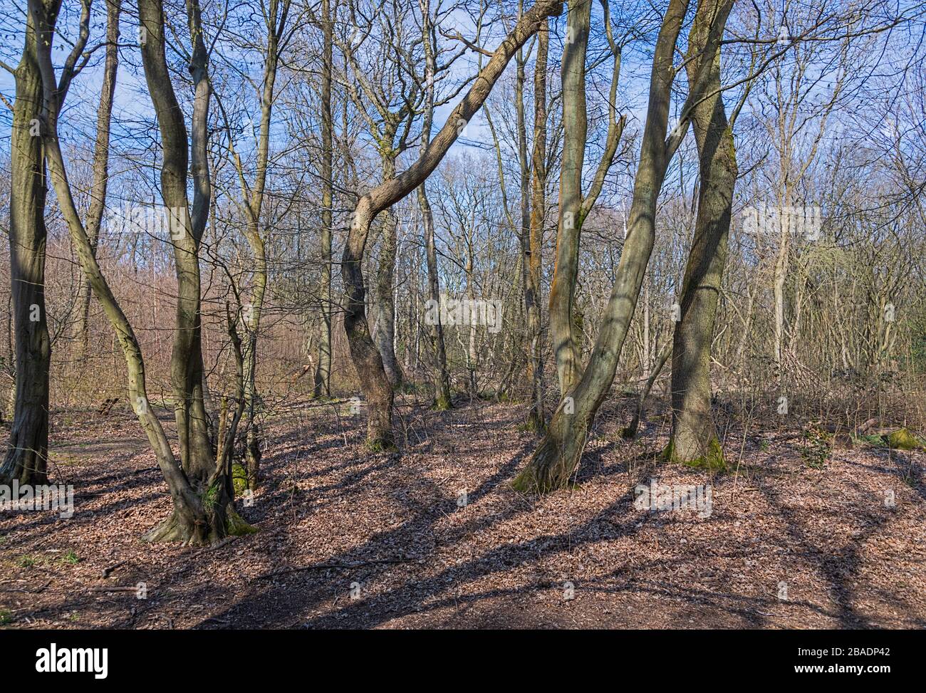 Bricket wood hi-res stock photography and images - Alamy