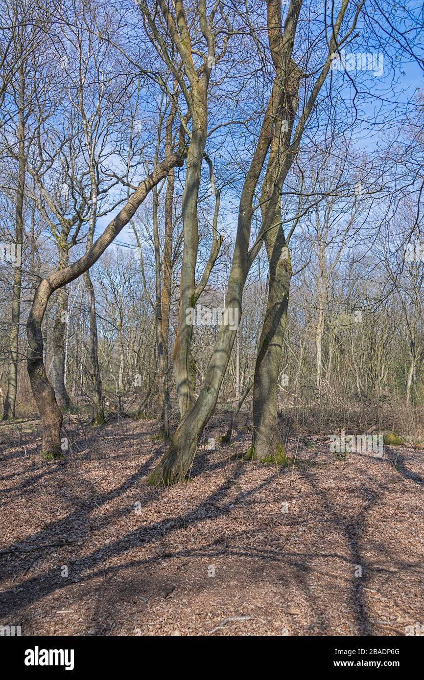 Bricket wood hi-res stock photography and images - Alamy