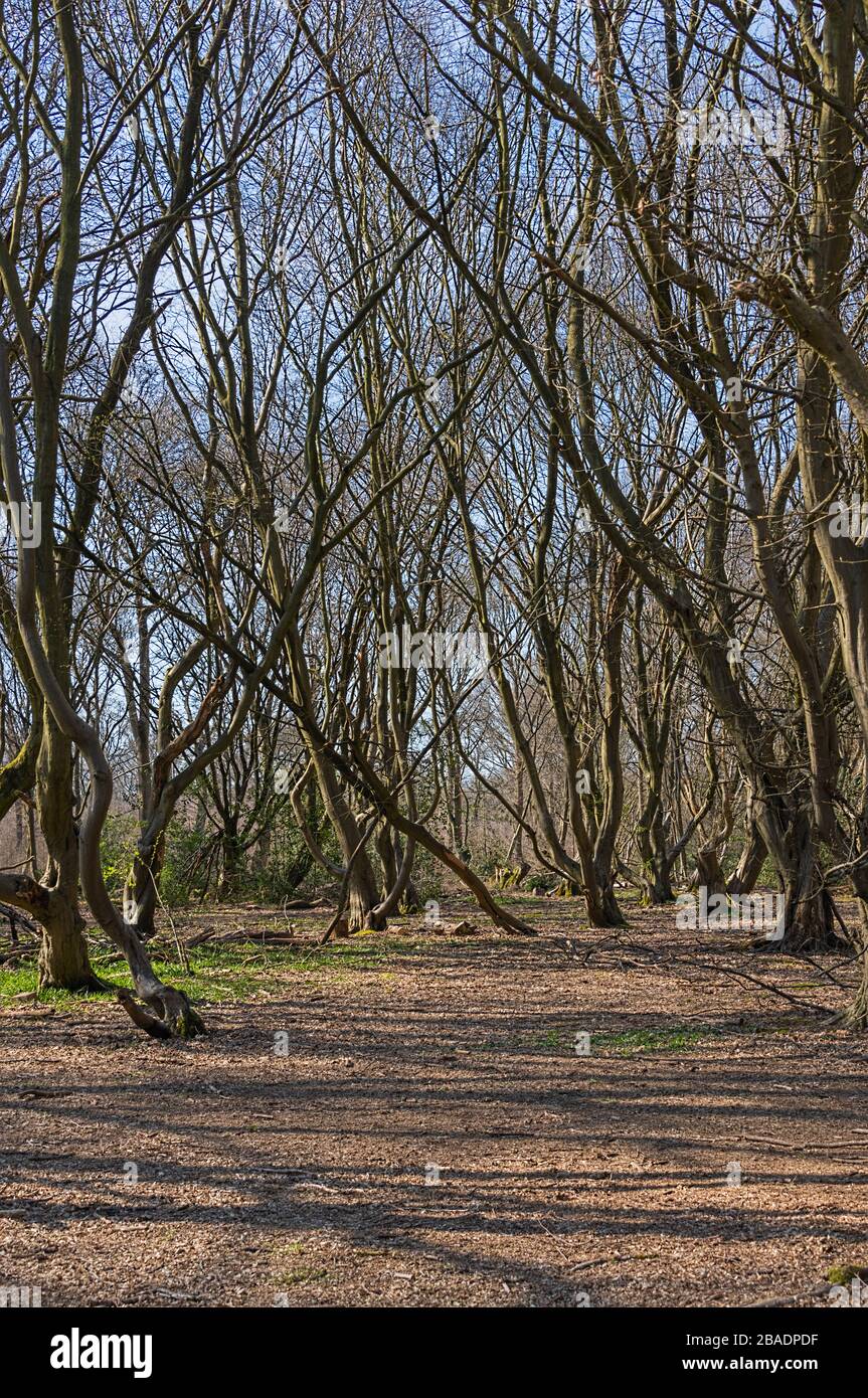 Bricket wood hi-res stock photography and images - Alamy