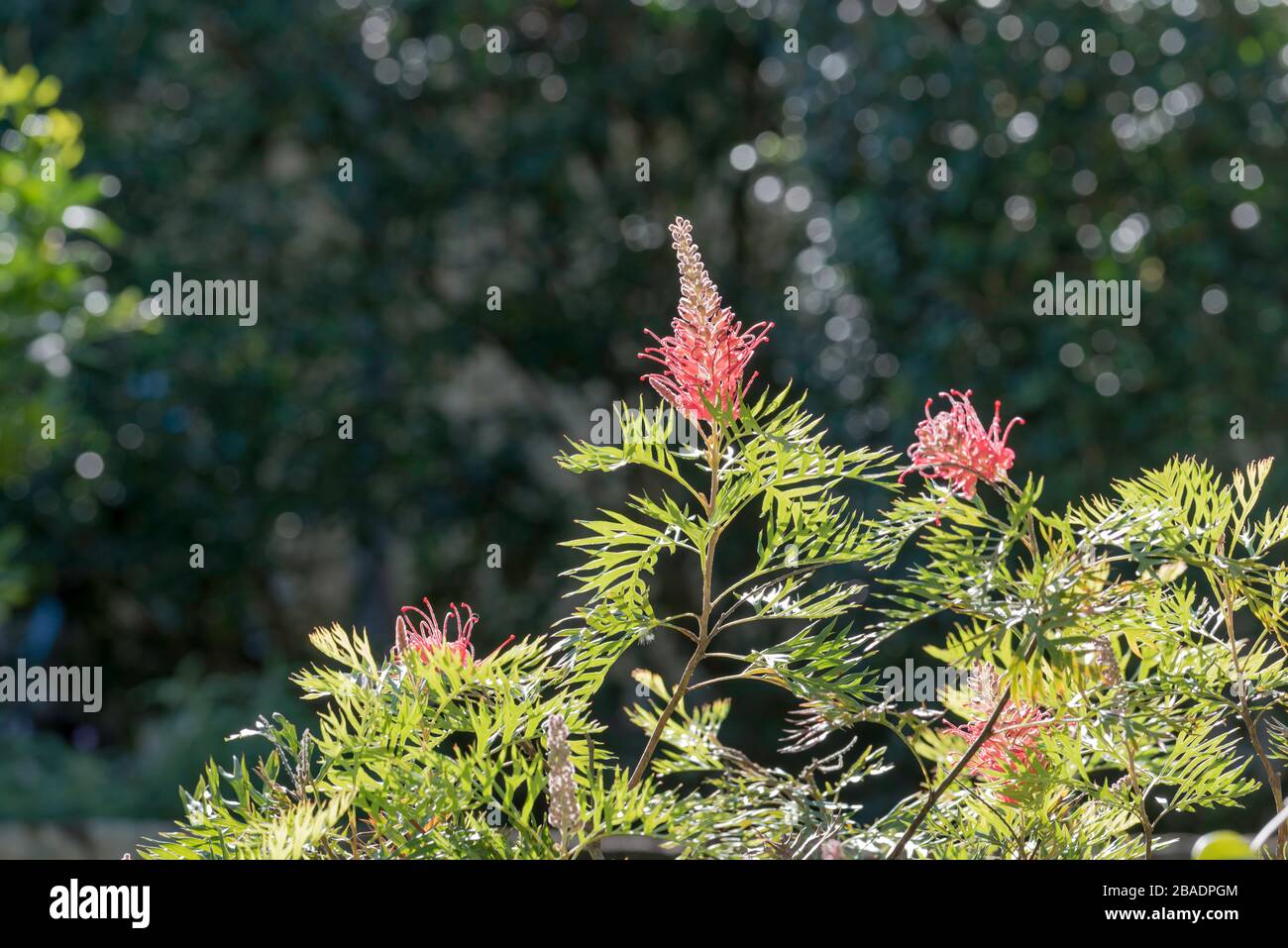 Warm Autumn sun lights up the deep red inflorescences of a Grevillea ...