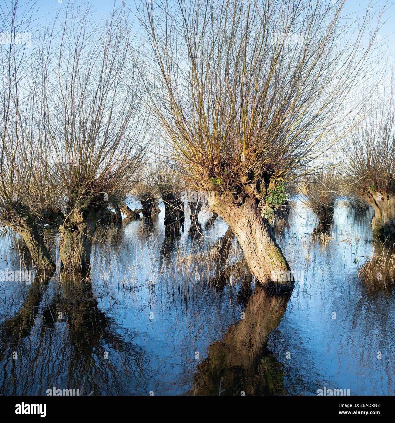 willow trees in floodplains of river waal in the netherlands in warm ...