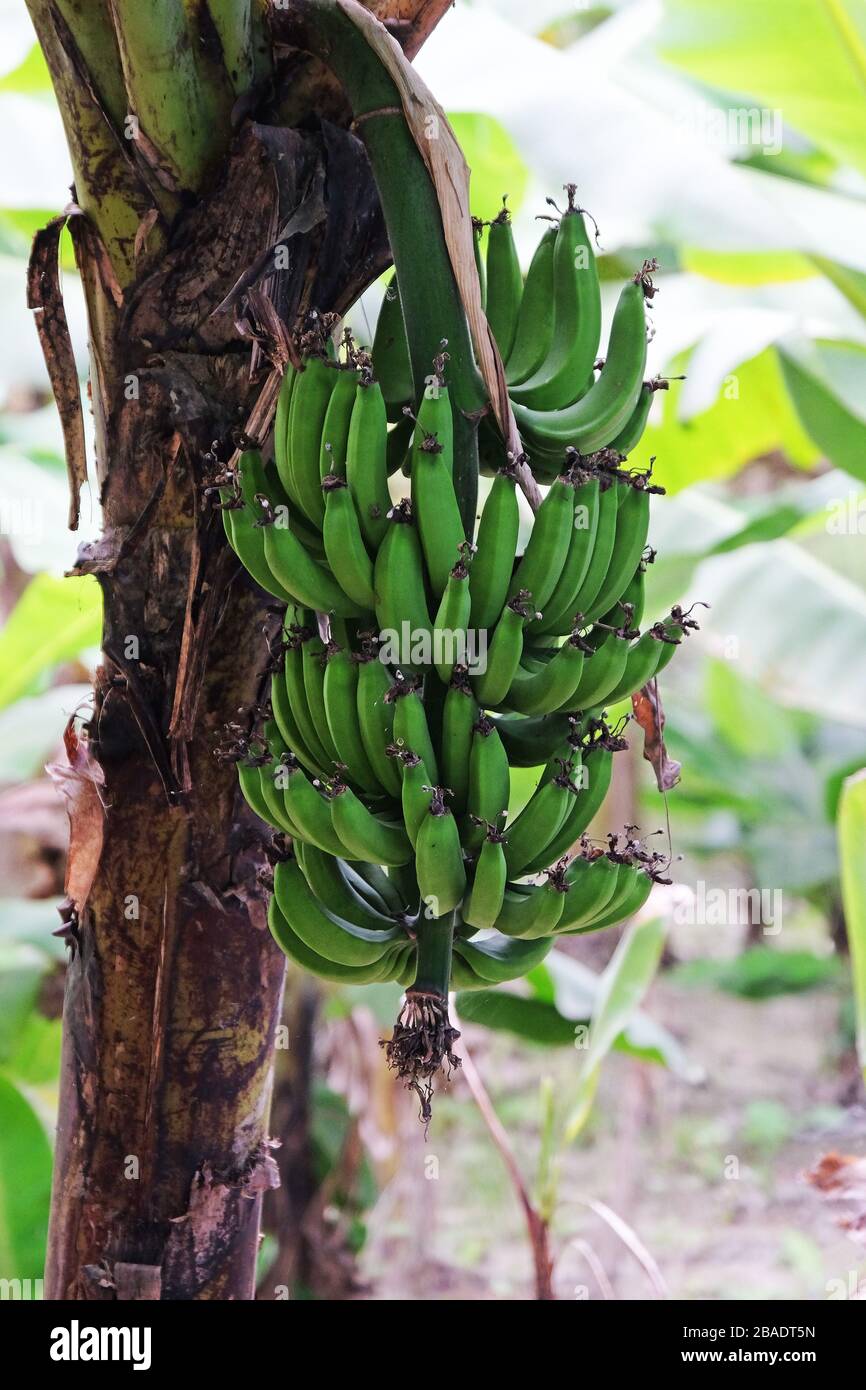 Banana tree with a bunch of bananas in Kumrokhali, West Bengal, India ...