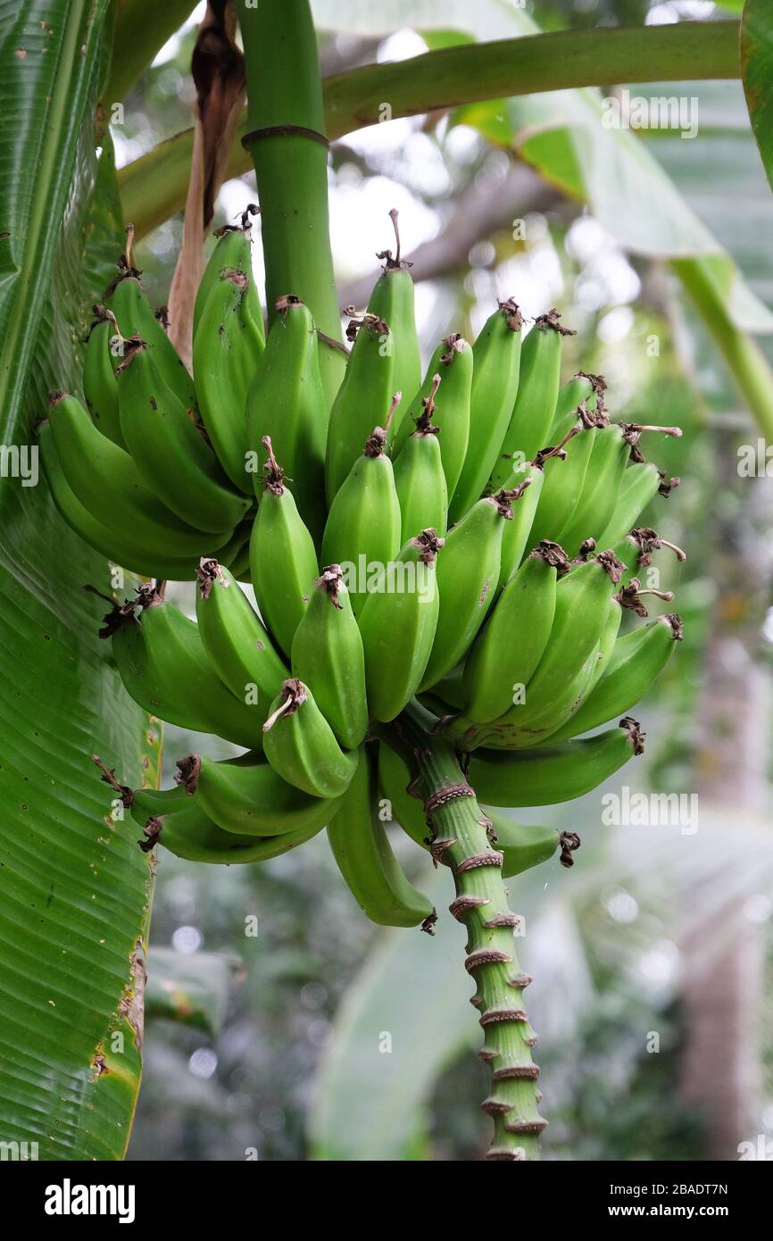 Banana tree with a bunch of bananas in Kumrokhali, West Bengal, India ...