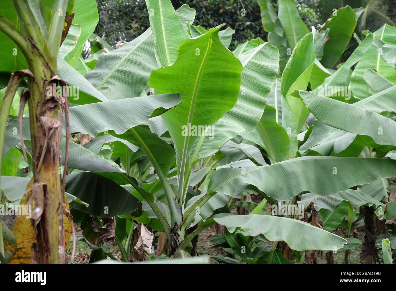 Banana trees in Kumrokhali, West Bengal, India Stock Photo - Alamy